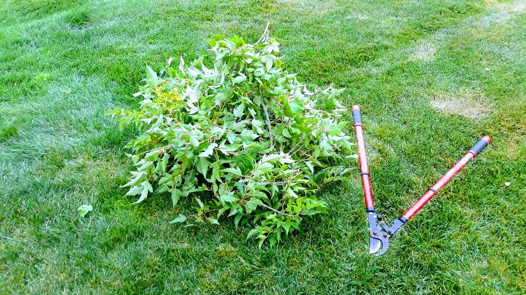 Tree Trimming And Pruning • The Bomb Lawn